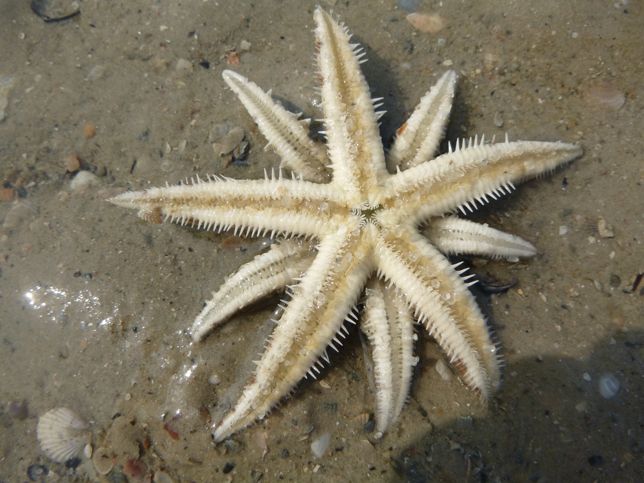 Archaster typicus Müller & Troschel, 1840