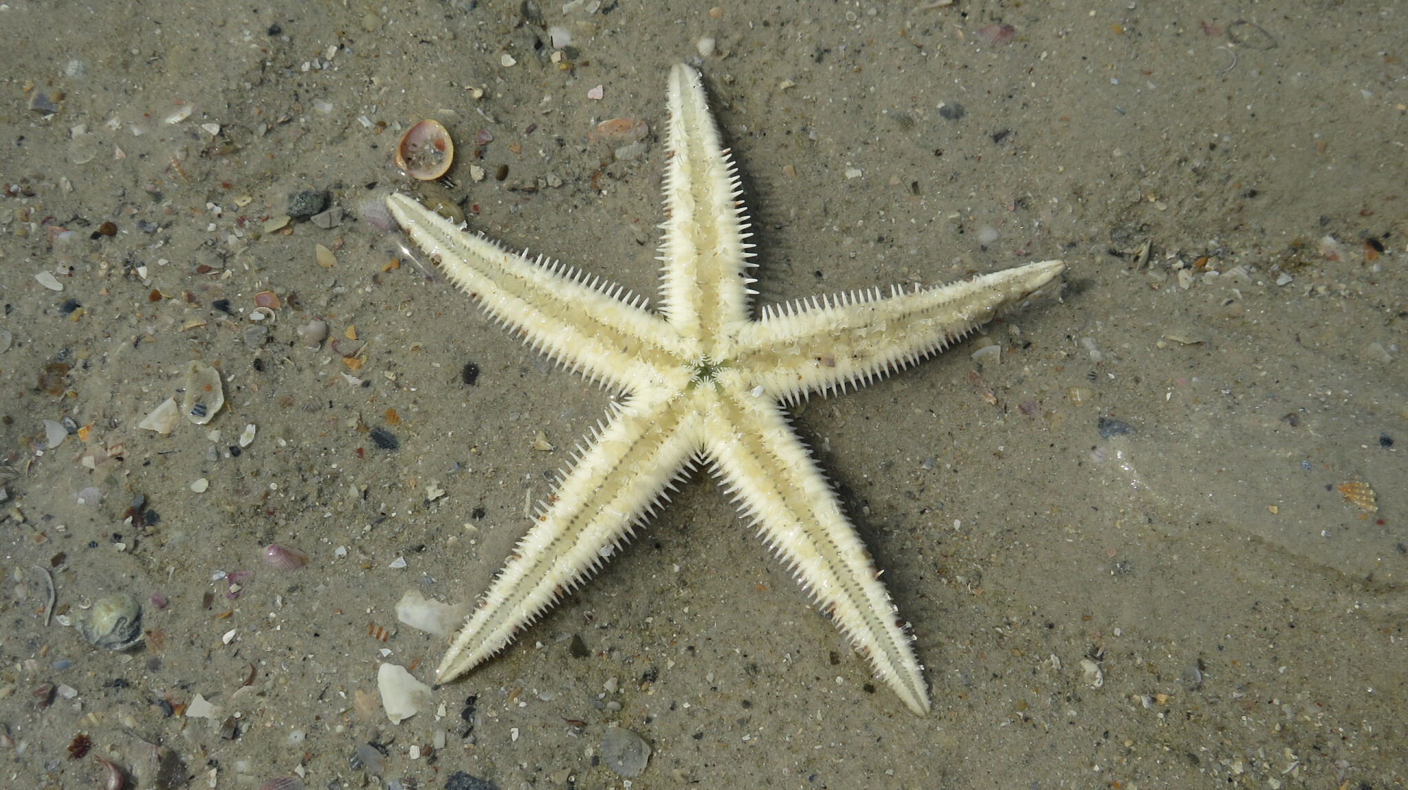 Archaster typicus Müller & Troschel, 1840