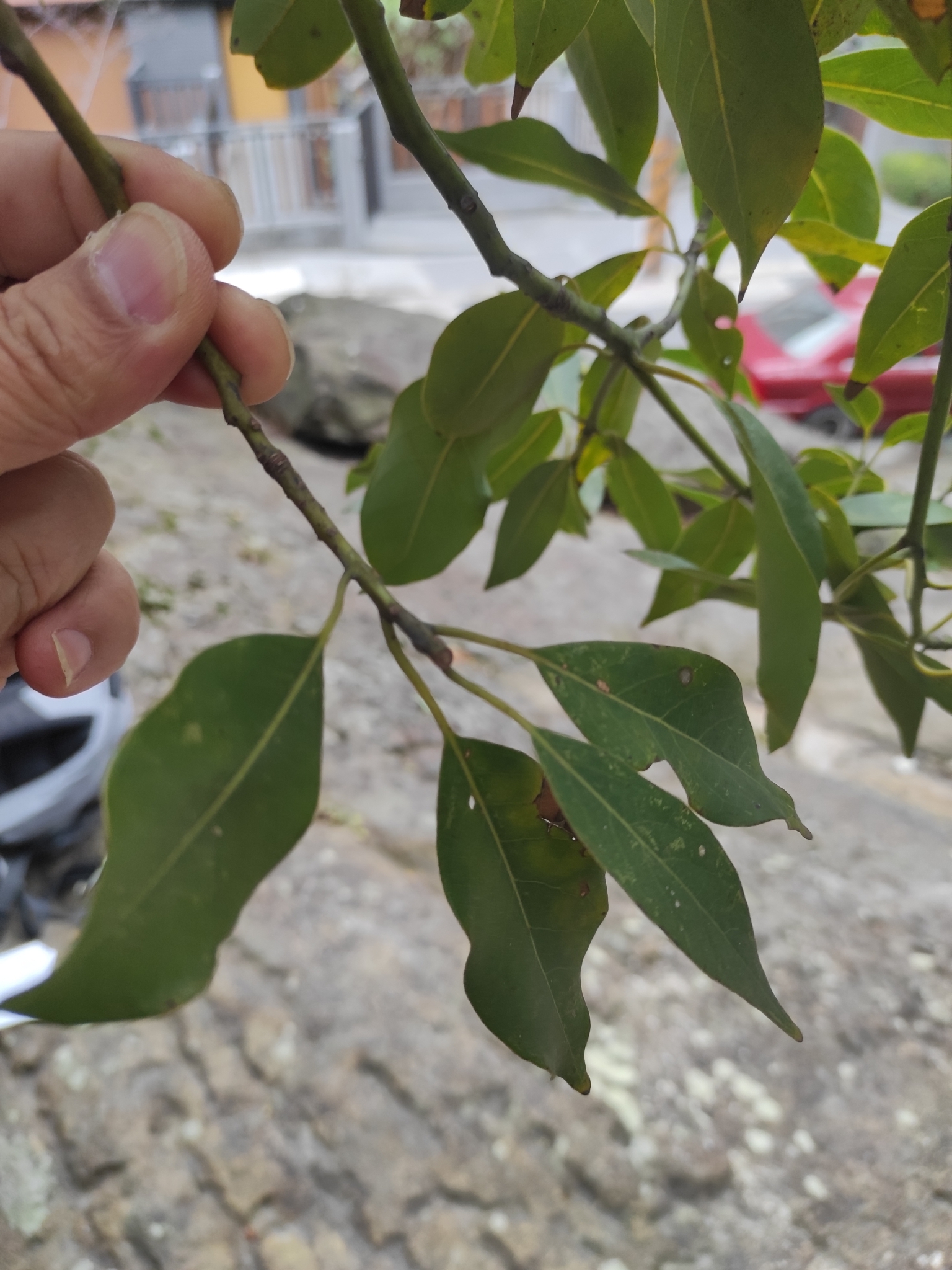 Machilus zuihoensis Hayata