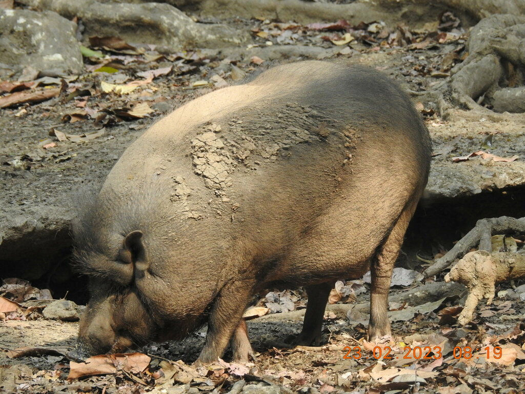 Domestic Pig from South Andaman, Andaman and Nicobar, India on February ...
