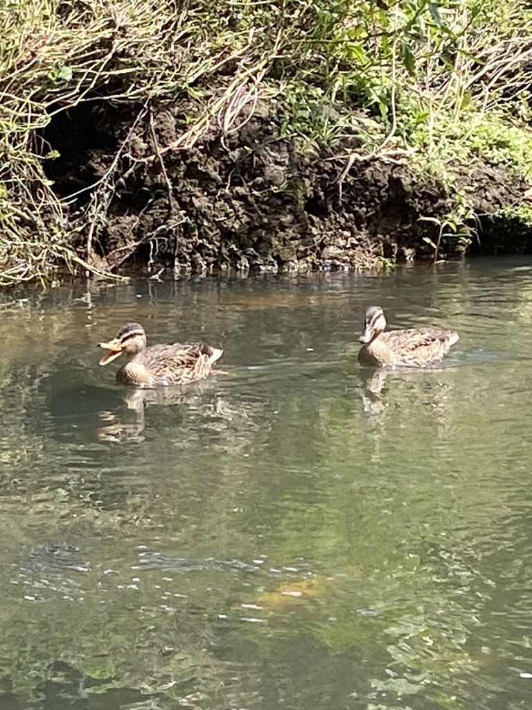 Pacific Black Duck × Mallard from Alan Wood Reserve, Auckland, Auckland ...