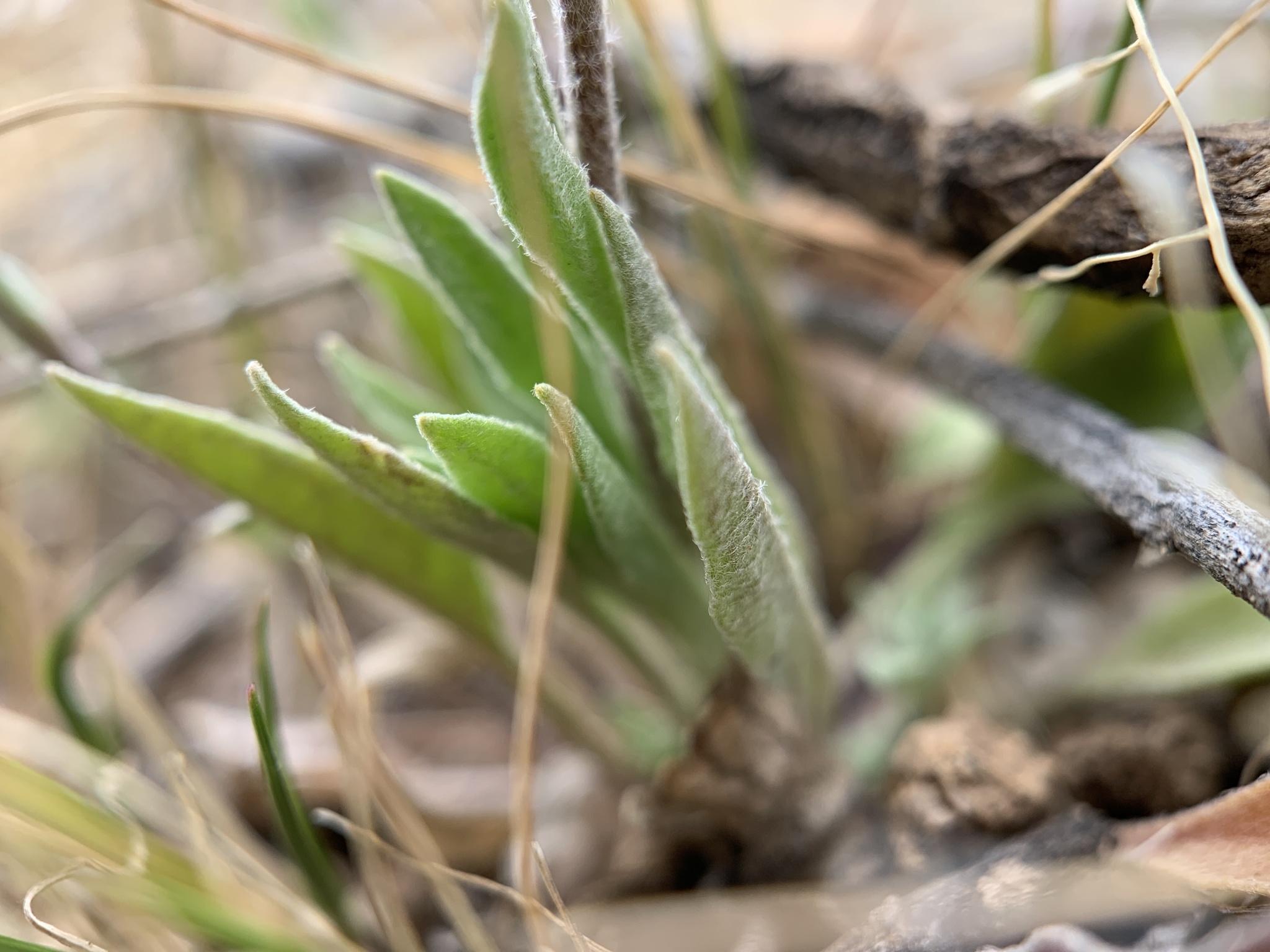 Physaria gordonii (A.Gray) O'Kane & Al-Shehbaz