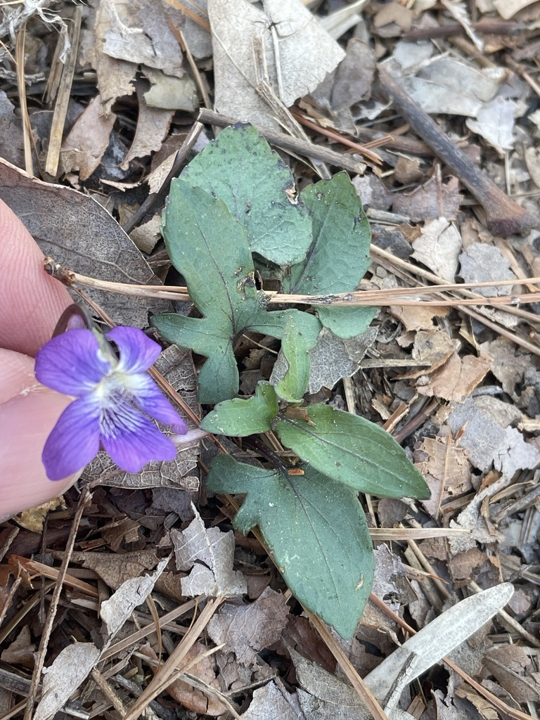 palm violet from Davy Crockett National Forest, Kennard, TX, US on ...