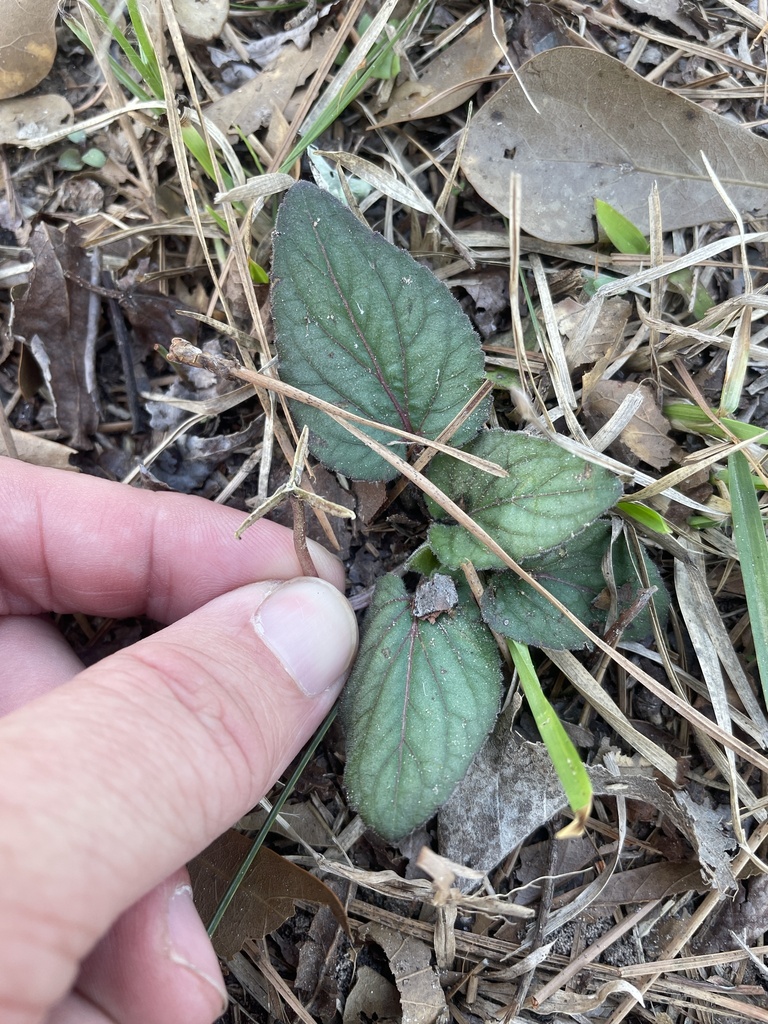 Carolina violet from Davy Crockett National Forest, Kennard, TX, US on ...