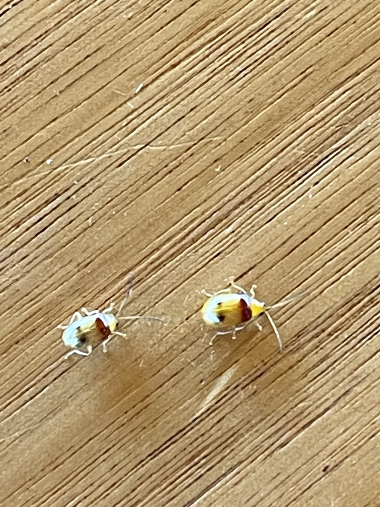 Insects in February 2023 by e_e_rose · iNaturalist