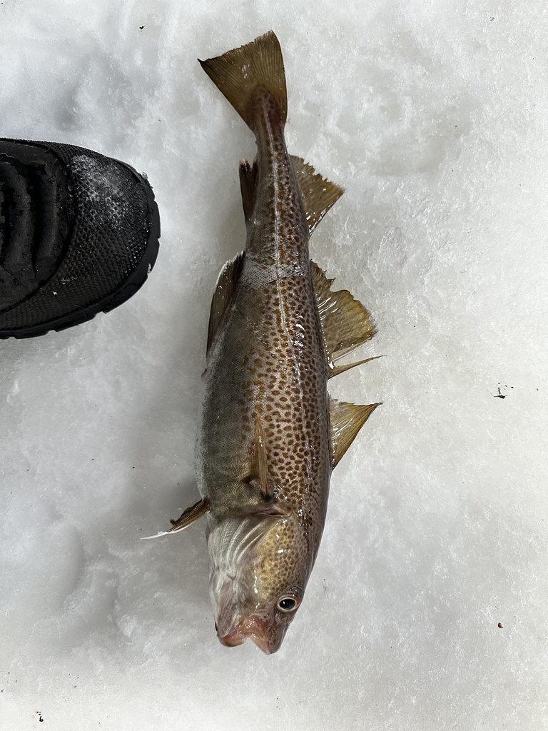 Atlantic Cod in February 2023 by eric_wilmot · iNaturalist