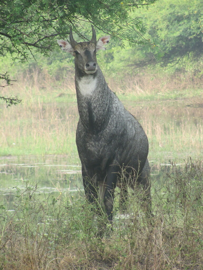 Asian Taurine-antelopes (Boselaphini) - Know Your Mammals