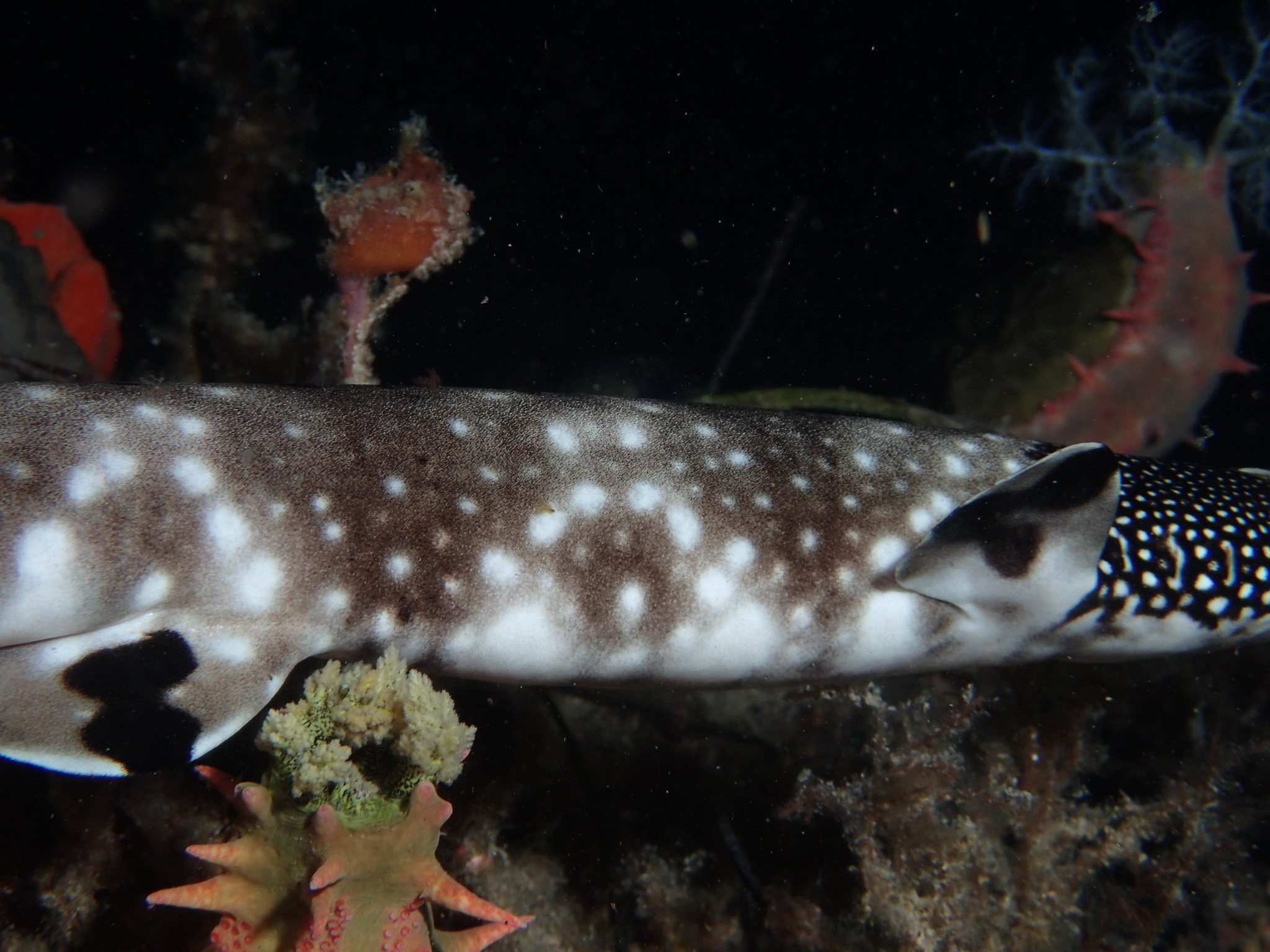 Parascyllium variolatum (Duméril, 1853)