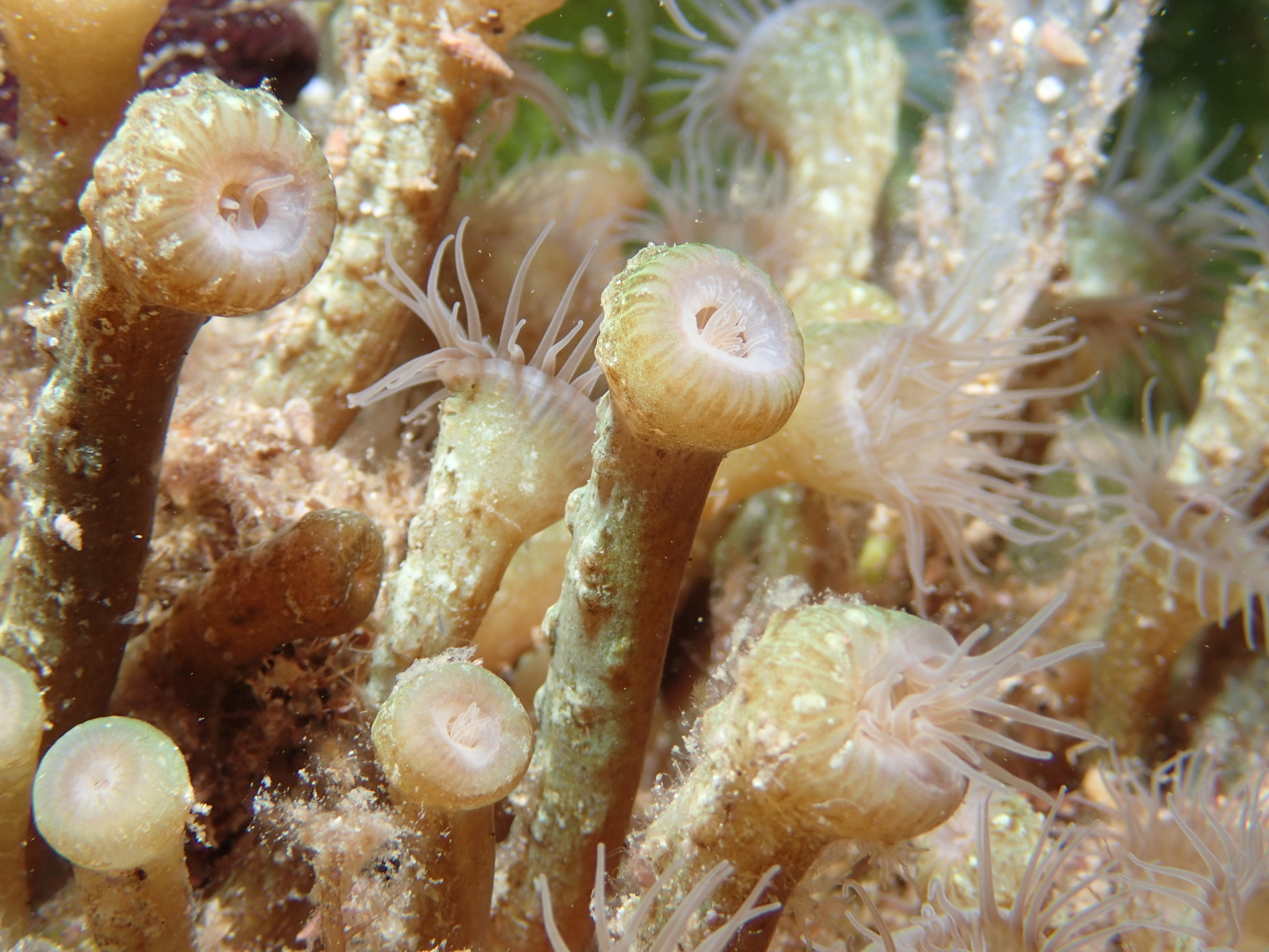 Isaurus tuberculatus Gray, 1828