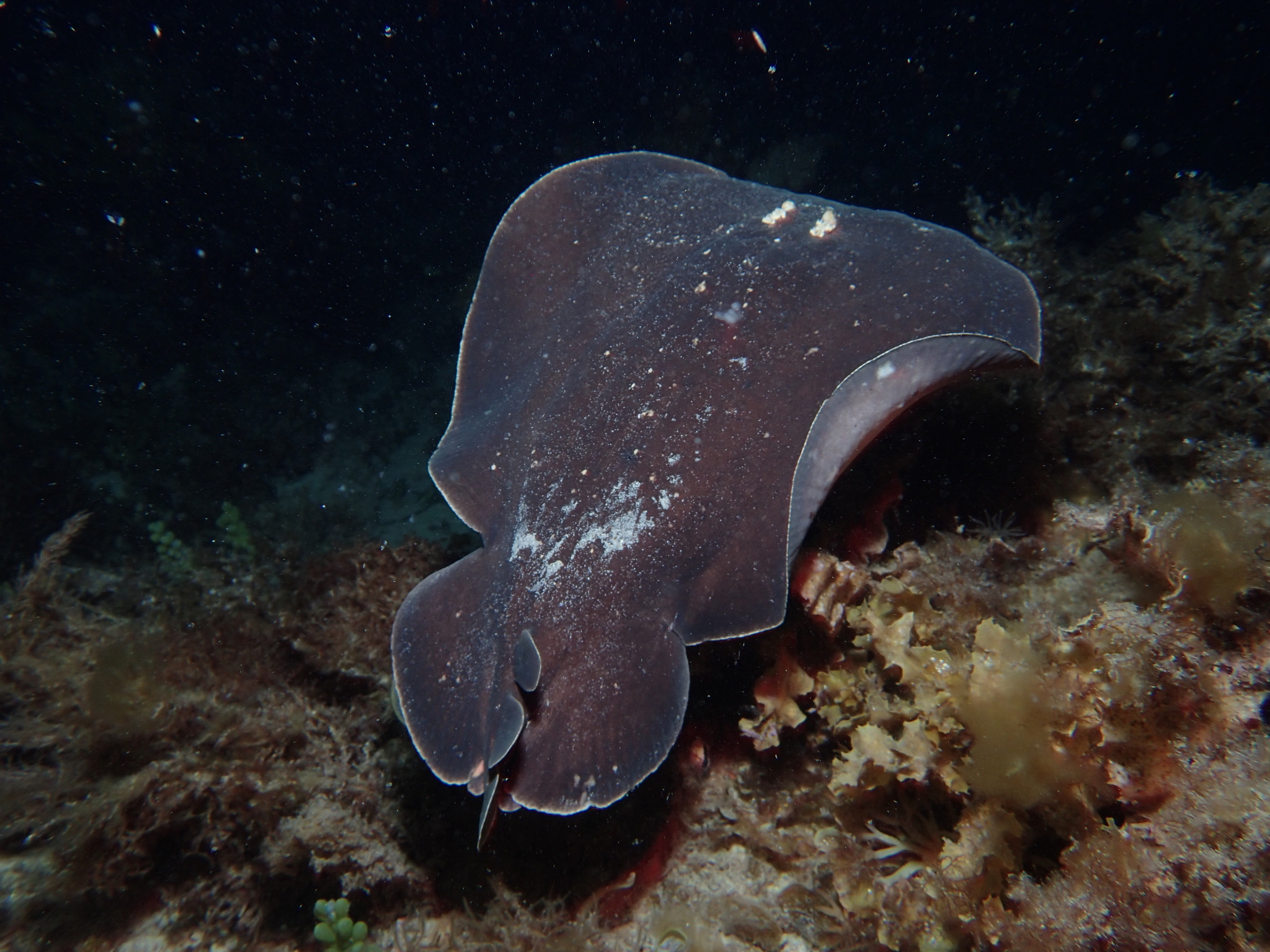 Torpediniformes