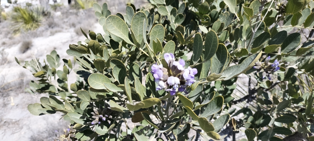 Texas mountain laurel from Perote, Ver., México on February 24, 2023 at ...