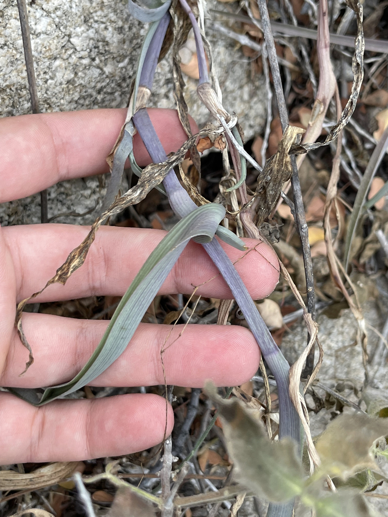 Gibasis venustula peninsulae in February 2023 by Glenn Ehrenberg ...