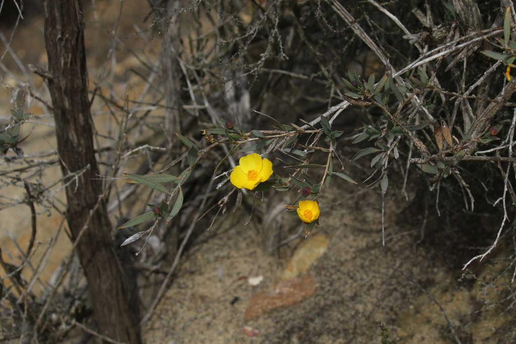 Bush Poppy from Del Mar Heights, San Diego, CA 92014, USA on February ...