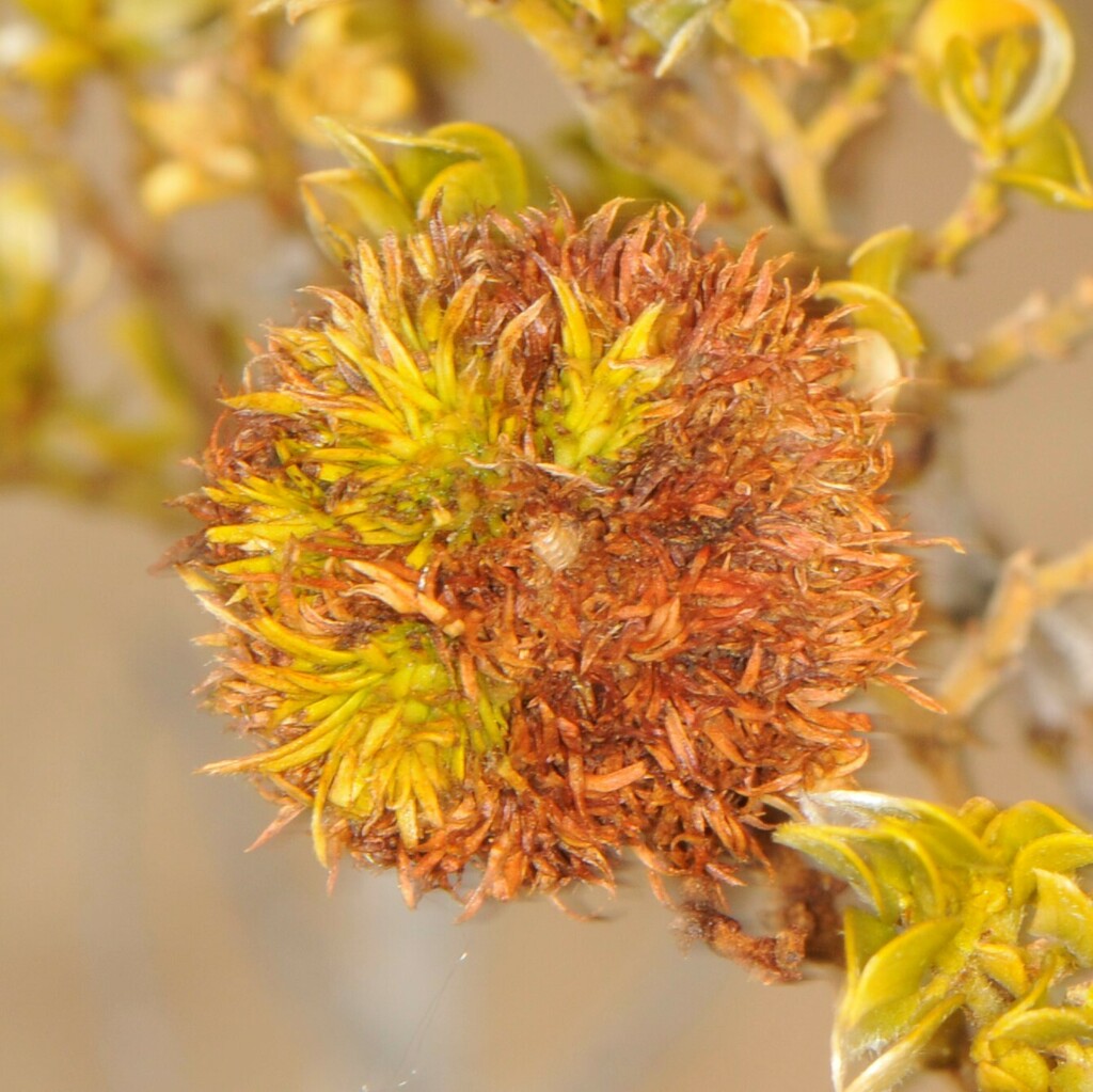 Large Creosote Gall Midge from Socorro County, NM, USA on February 25 ...