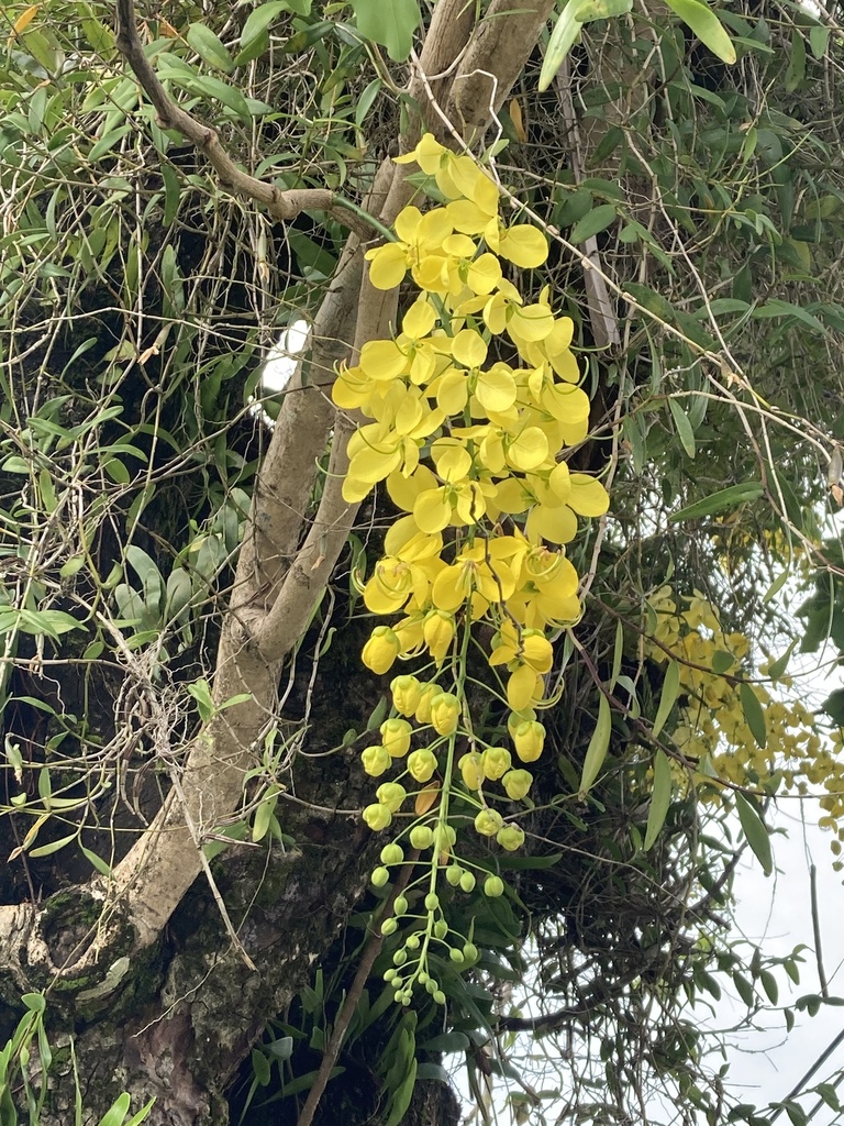 Golden shower tree from SMK St Michael, Sandakan, Sabah, MY on February ...