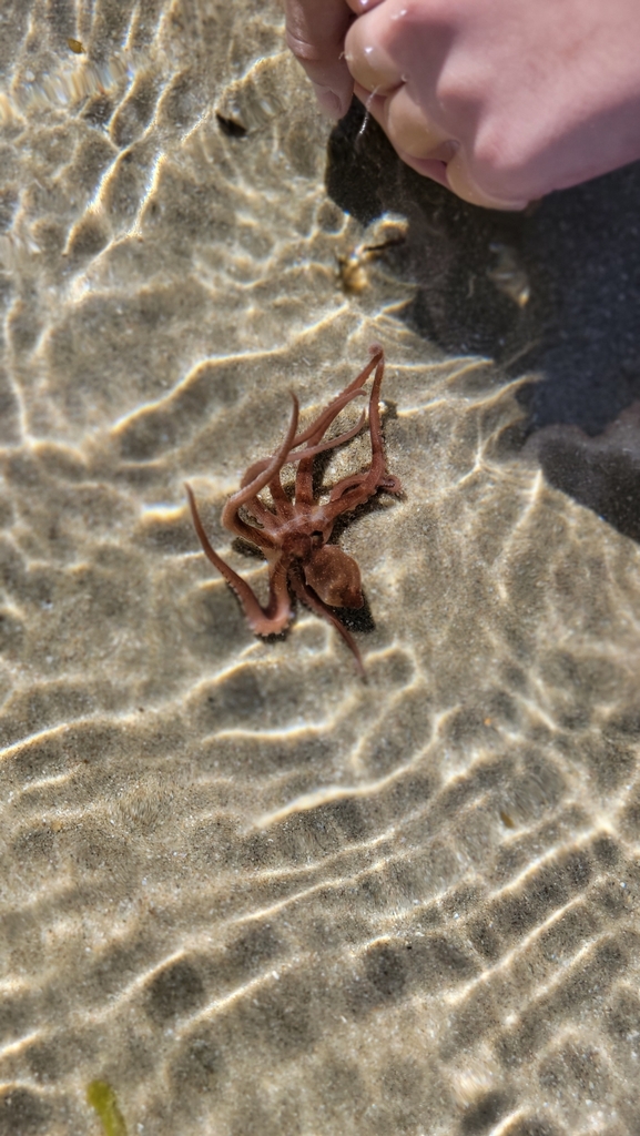 Pacific Pygmy Octopus from Mexico on February 25, 2023 at 11:53 AM by ...