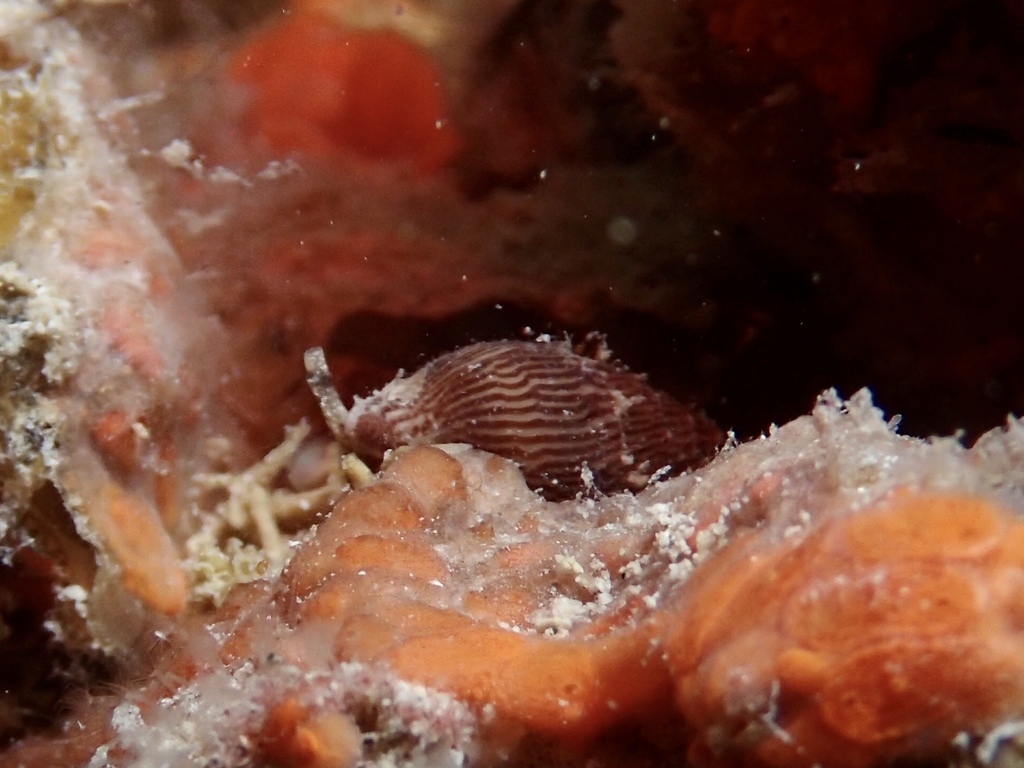 Mitrella bicincta from Ammo Jetty on February 07, 2023 at 08:47 PM by ...