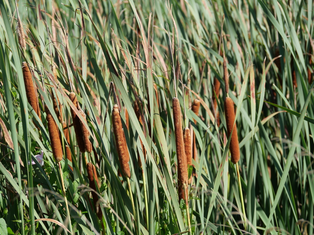 Oriental Cattail from Kahutara, New Zealand on February 04, 2023 at 03: ...