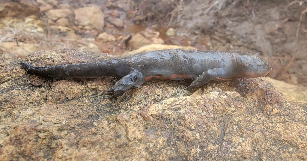 Oriental Fire-bellied Newt in February 2023 by Amaël Borzée · iNaturalist