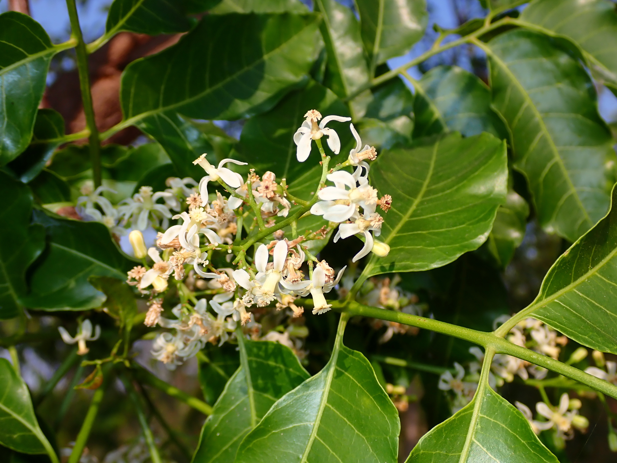 Azadirachta indica A.Juss.