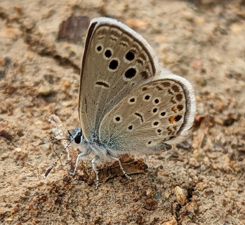 Turanana panagea · iNaturalist Mexico