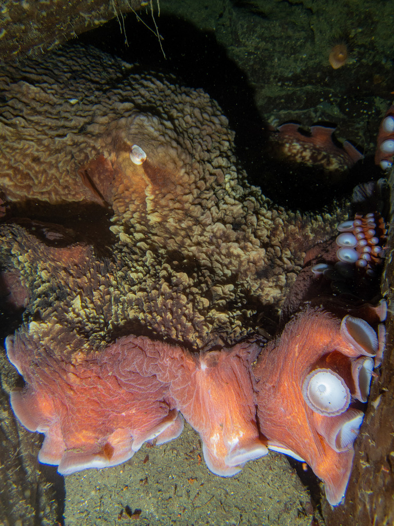 Giant Pacific Octopus from Sund Rock, US-101, Hoodsport, WA 98548, USA ...