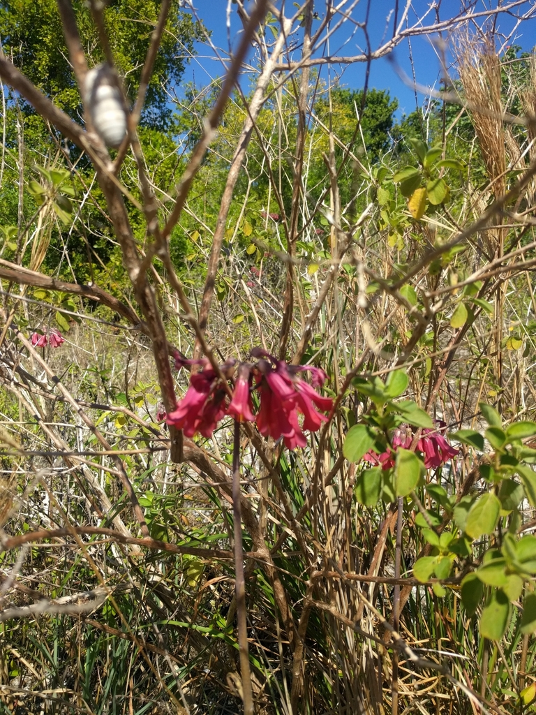 Alligator plant from Key Biscayne, FL 33149, USA on February 25, 2023 ...
