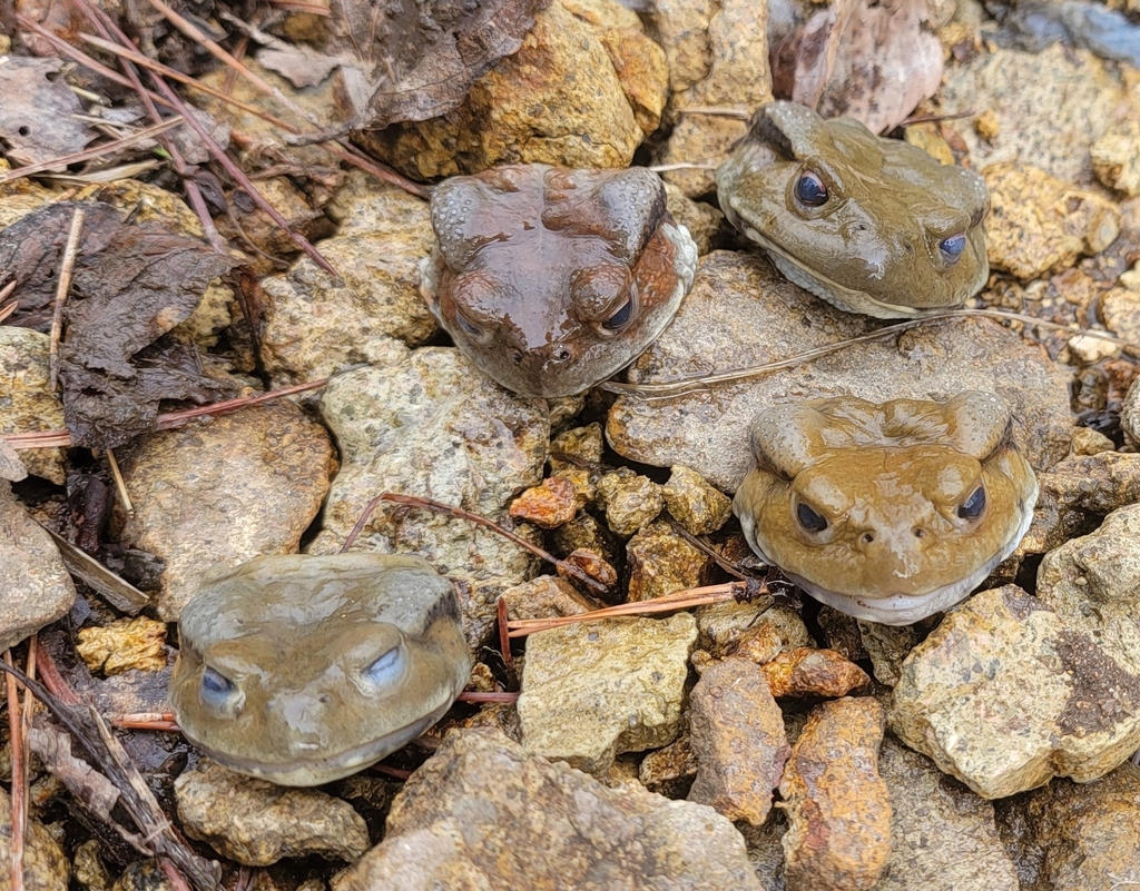 Asiatic Toad in February 2023 by Amaël Borzée. For traditional medicine ...