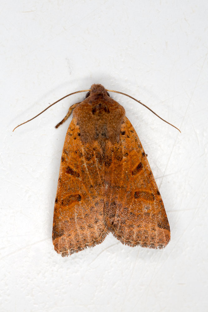 Beaded Chestnut (Lancashire Key Species - Butterflies, Moths and Caddis ...