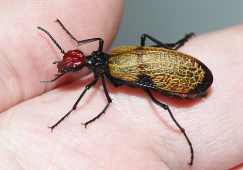 Subspecies Tegrodera erosa erosa · iNaturalist