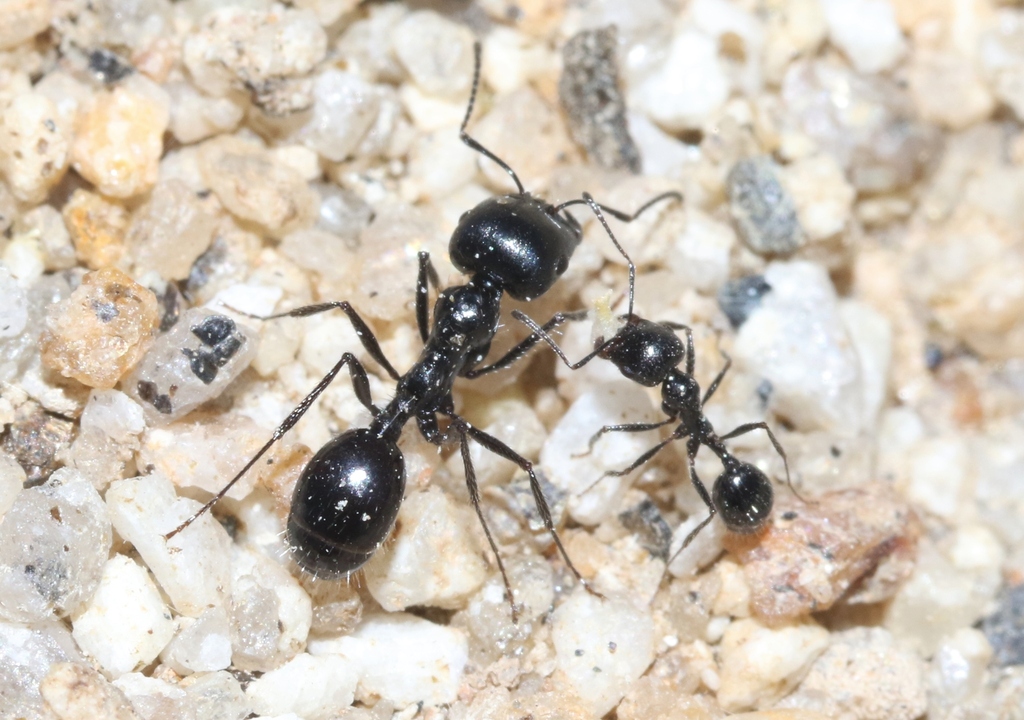 Veromessor pergandei from Imperial County, CA, USA on February 18, 2023 ...