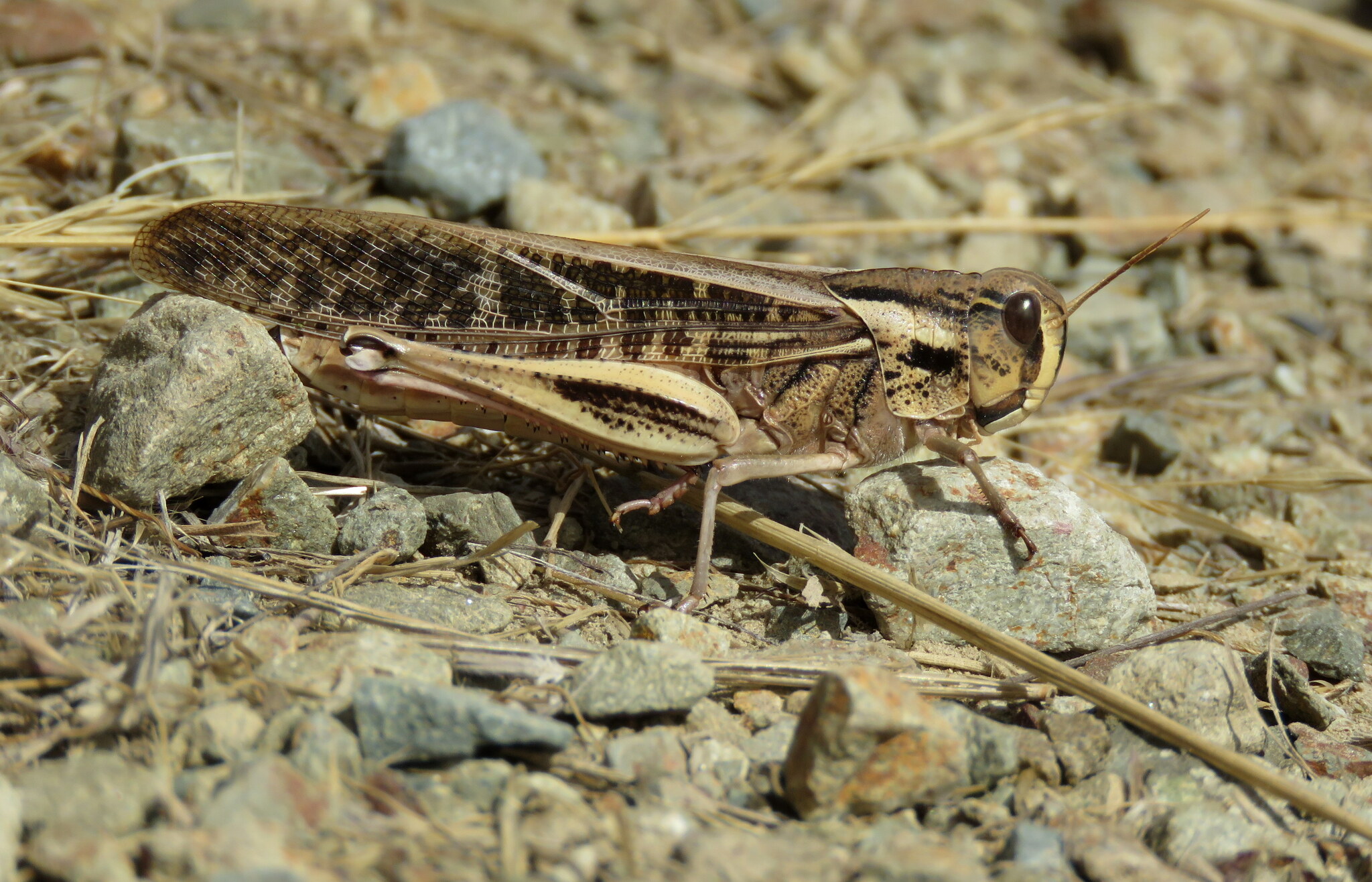 Locusta migratoria (Linnaeus, 1758)