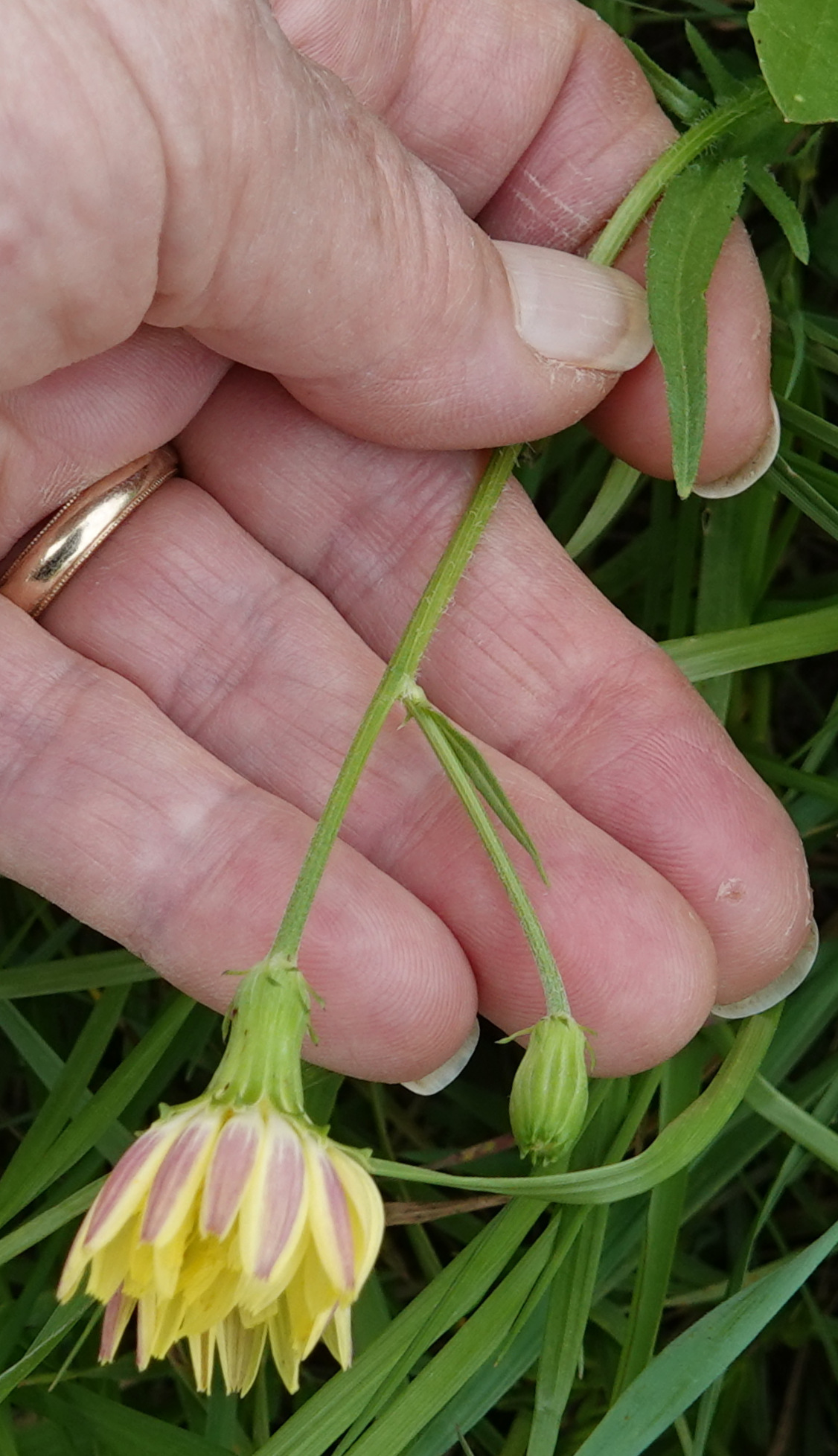 Pyrrhopappus pauciflorus (D.Don) DC.