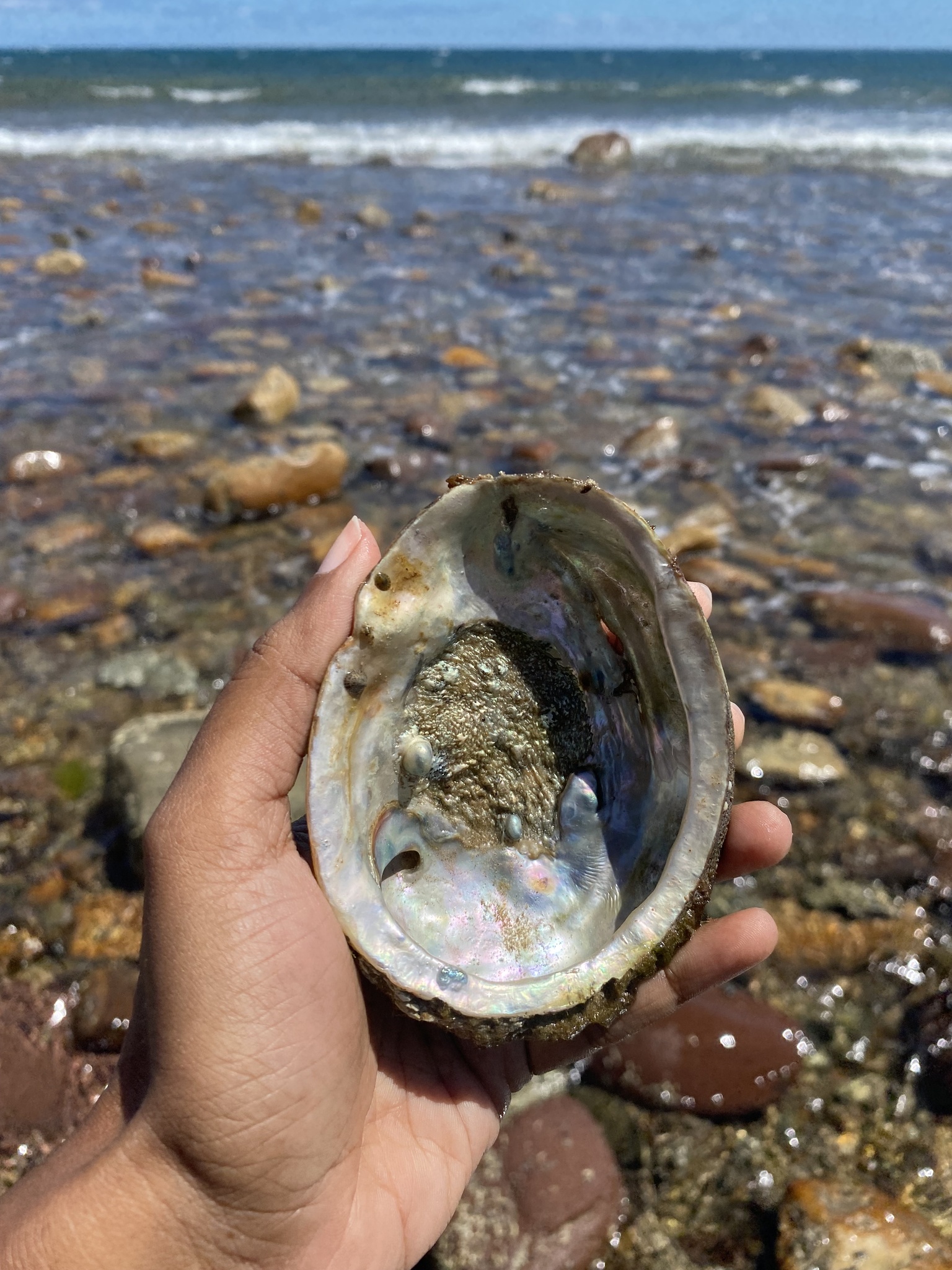 Haliotis rubra Leach, 1814