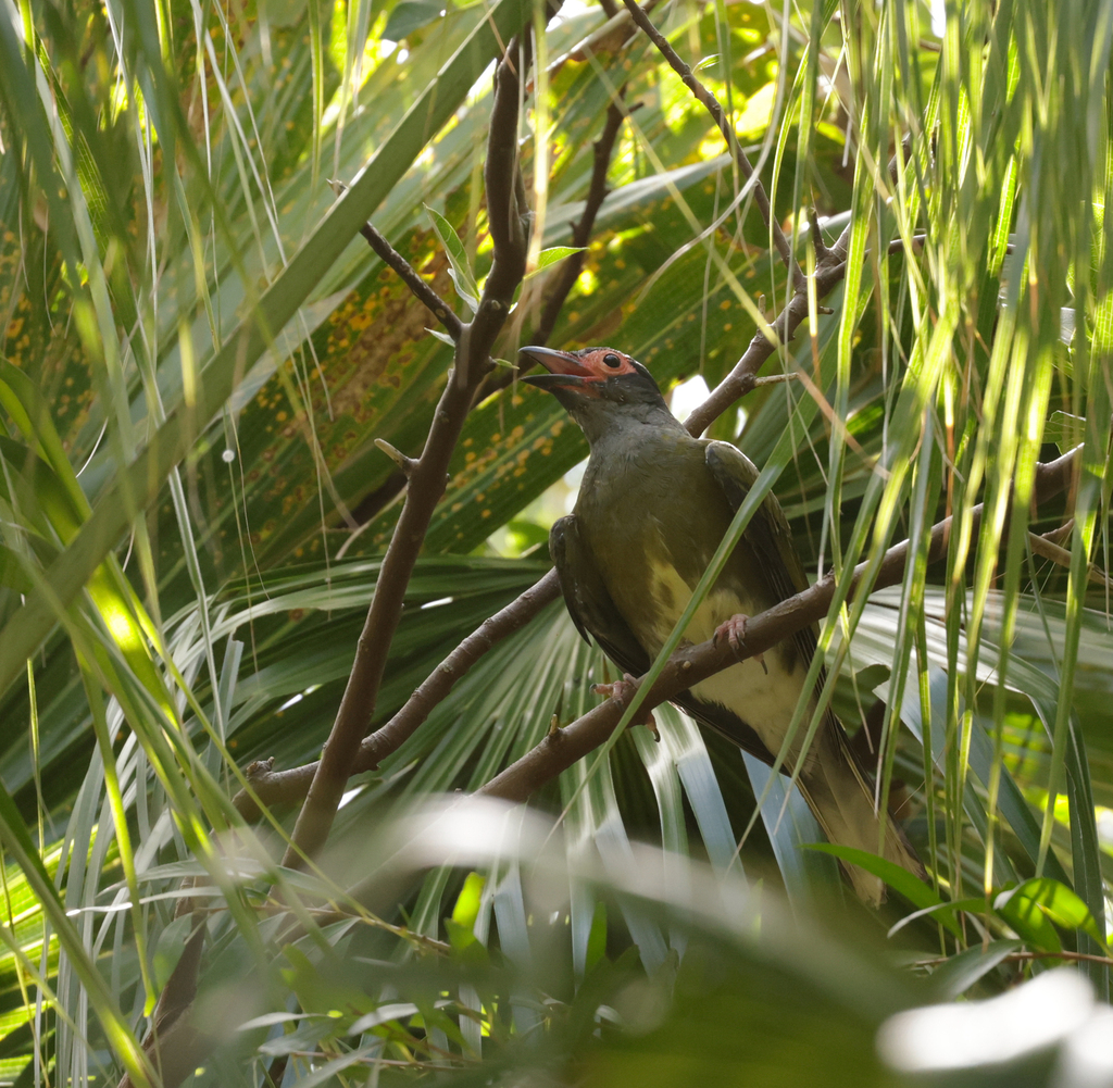 Australasian Figbird from Hat Head, Kempsey, New South Wales, Australia ...