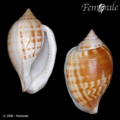 Genus Sconsia · iNaturalist