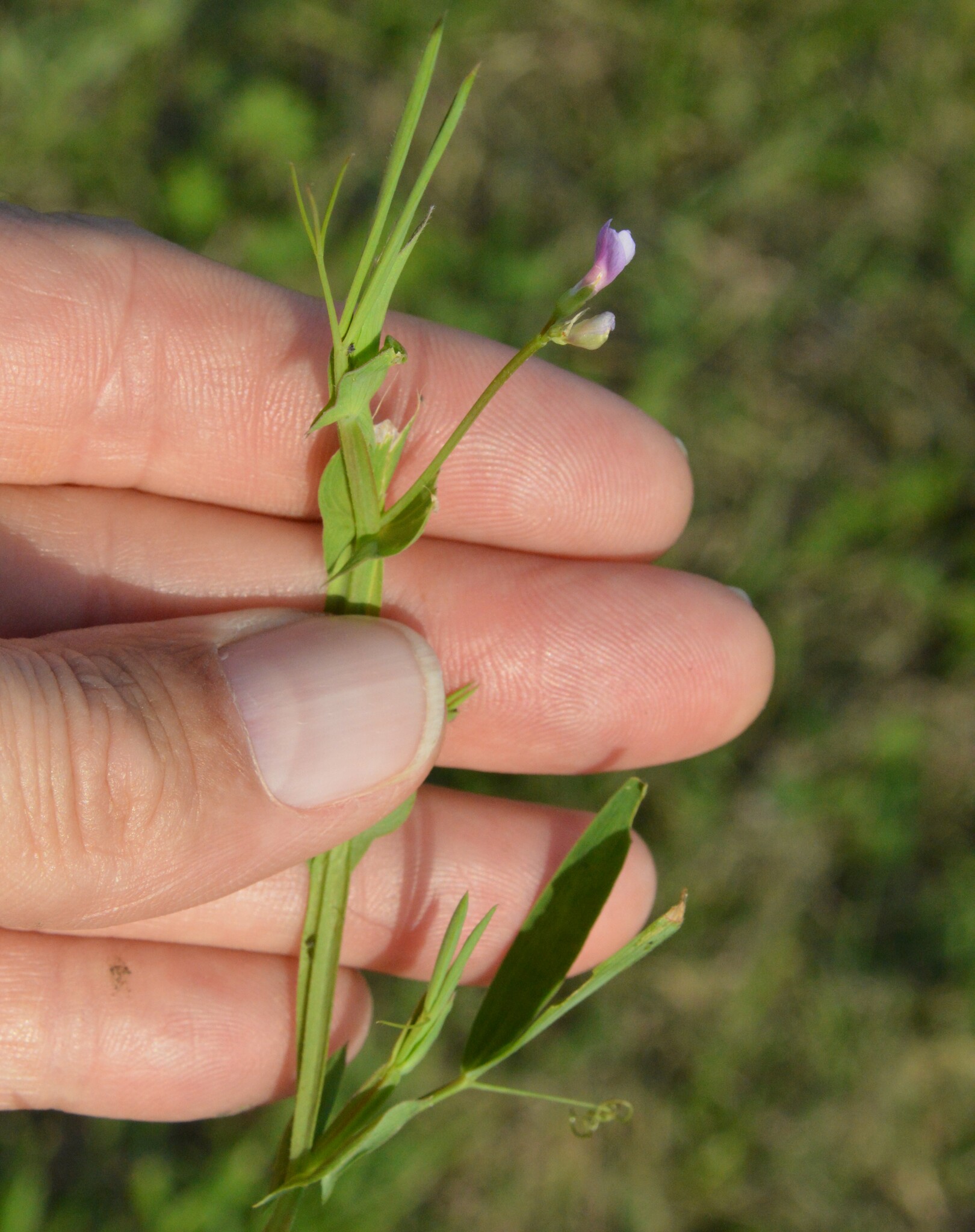 Lathyrus pusillus Elliott