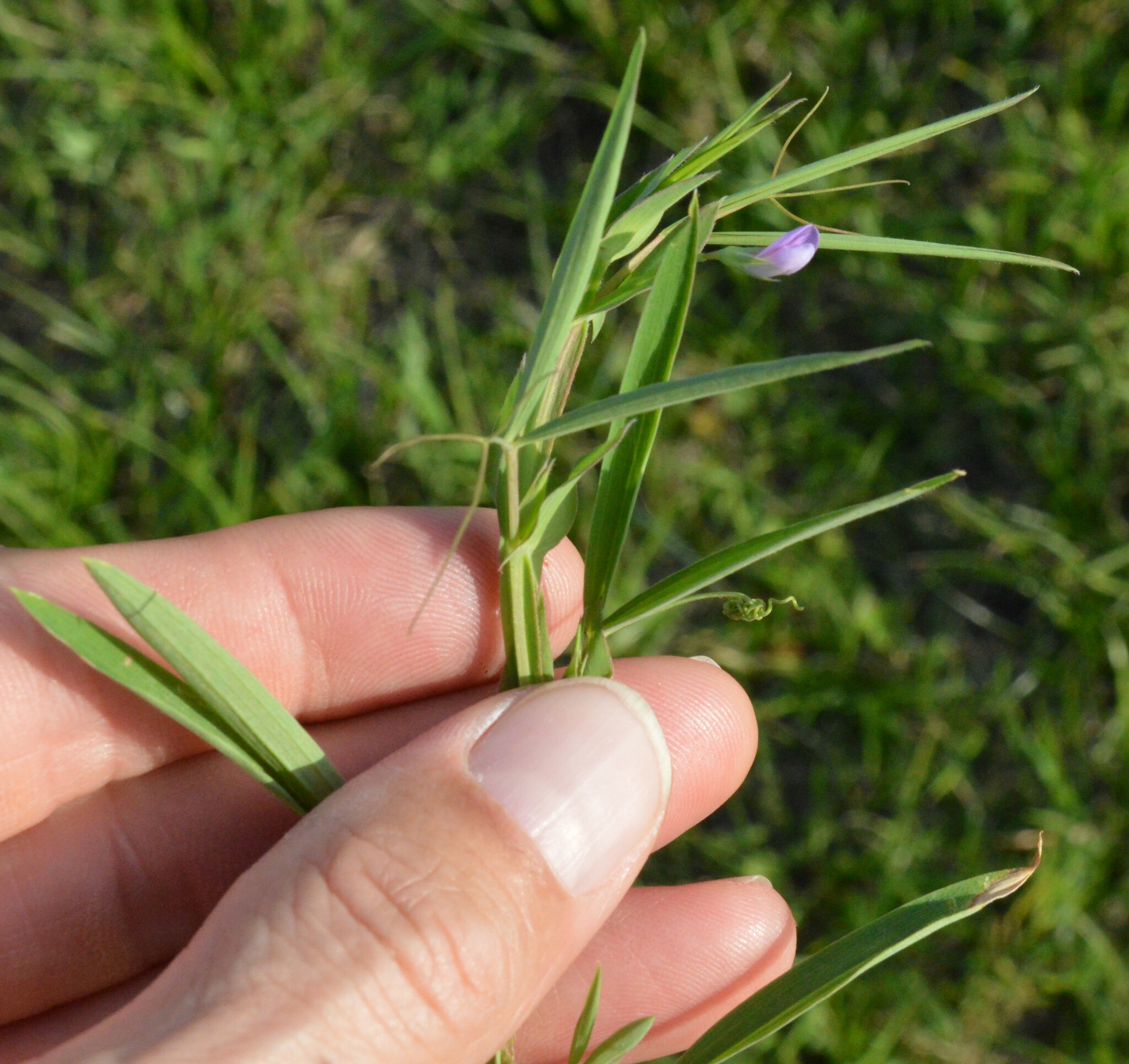 Lathyrus pusillus Elliott