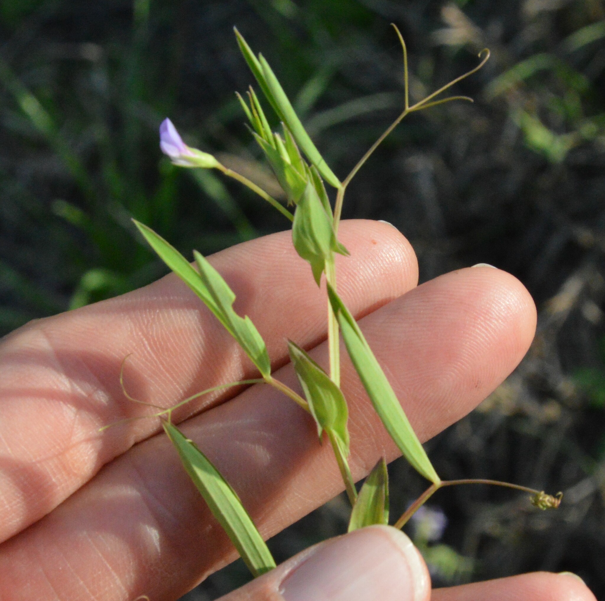Lathyrus pusillus Elliott