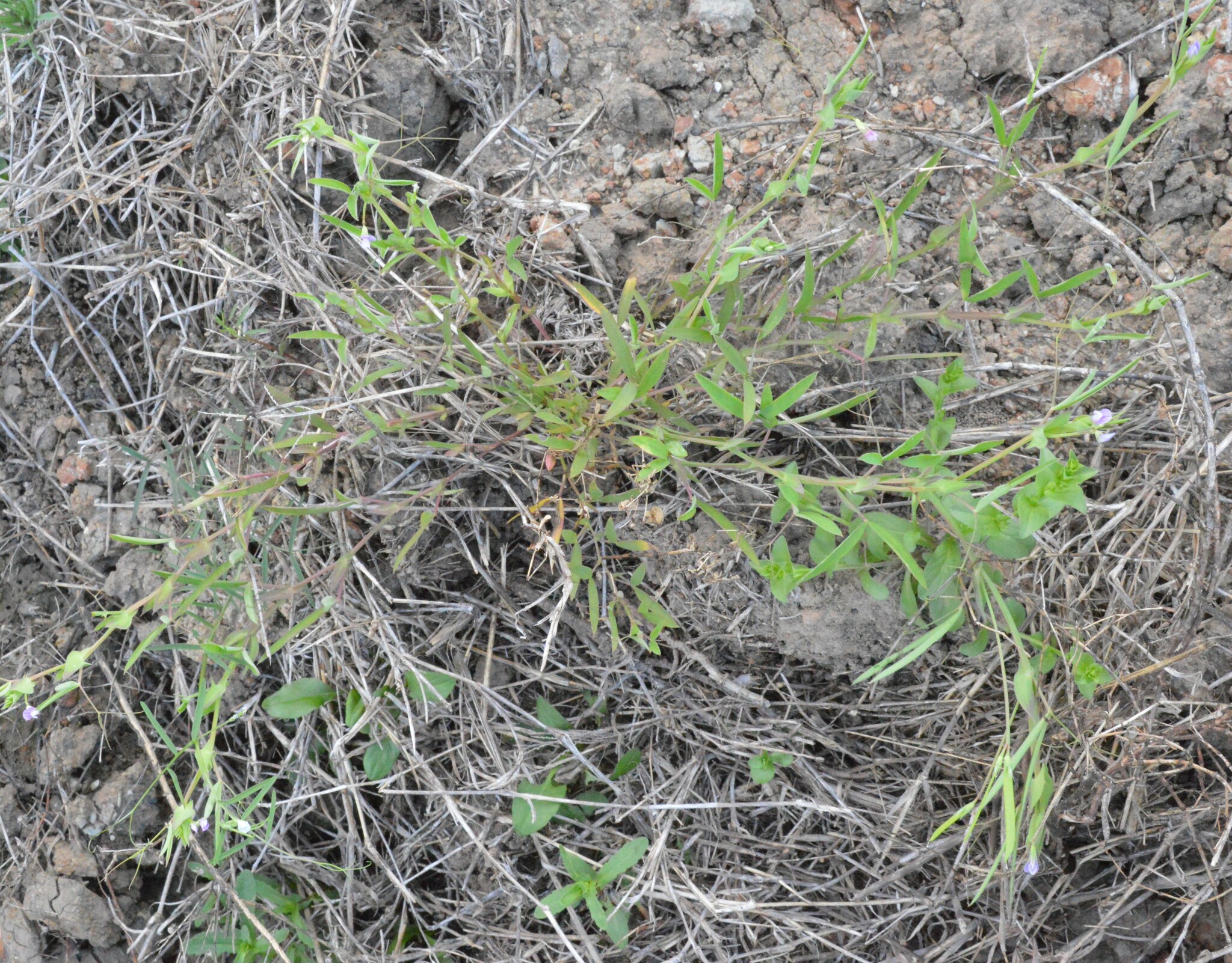 Lathyrus pusillus Elliott