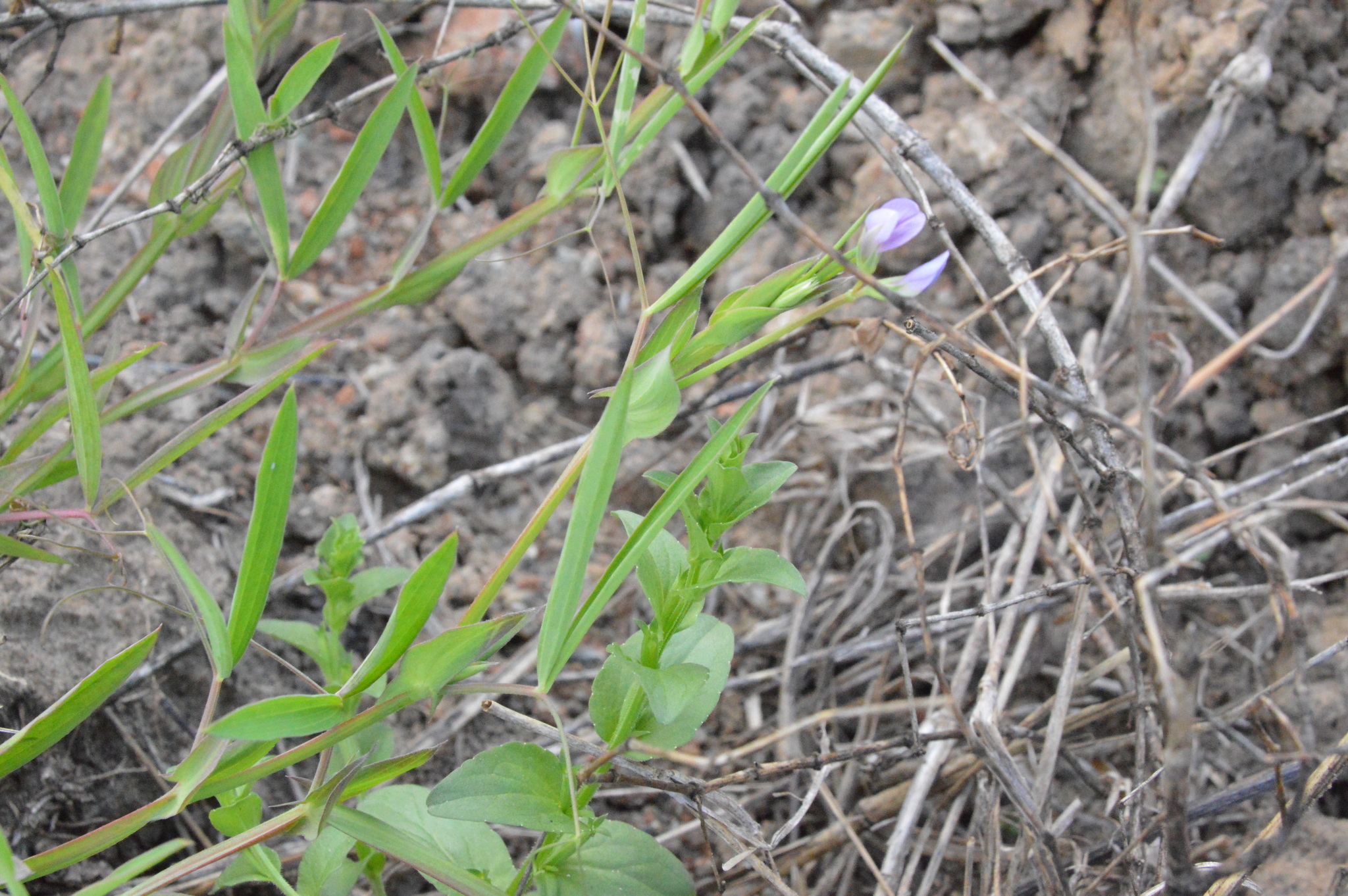 Lathyrus pusillus Elliott
