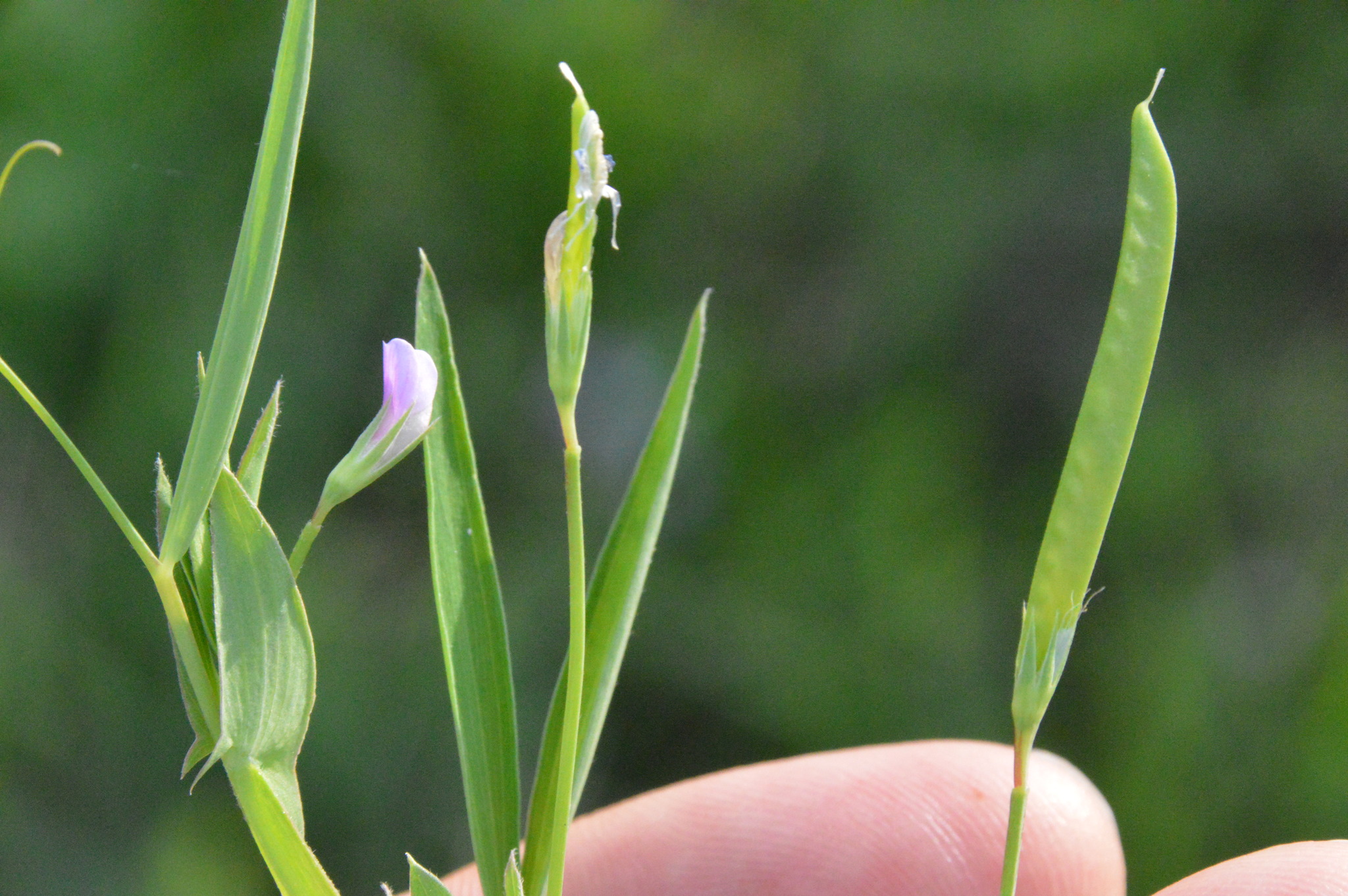 Lathyrus pusillus Elliott