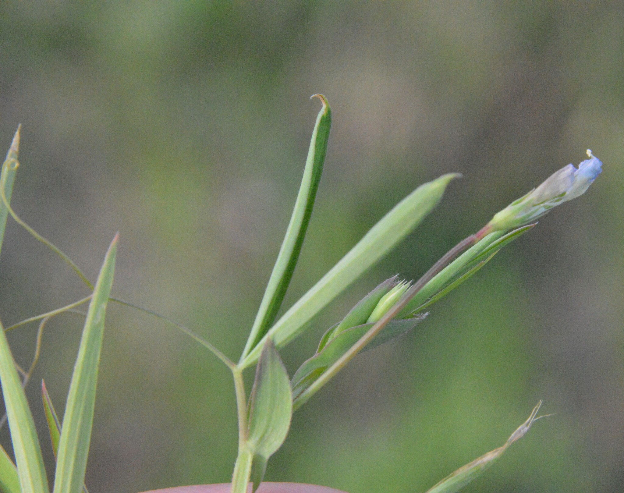 Lathyrus pusillus Elliott