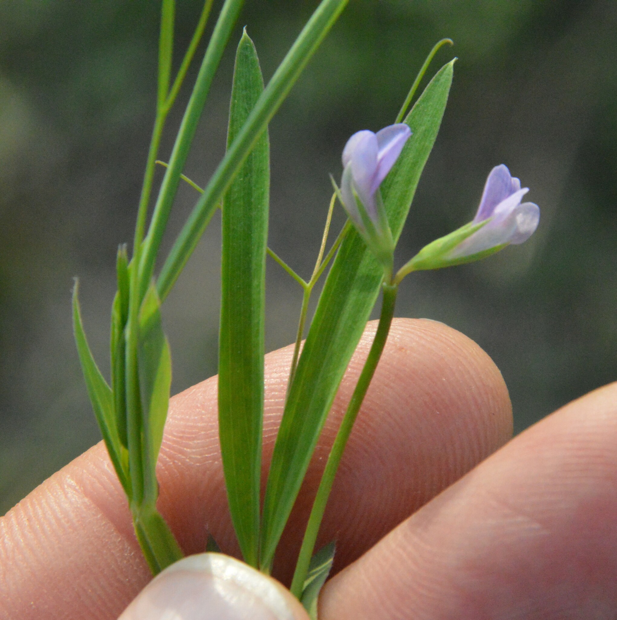 Lathyrus pusillus Elliott