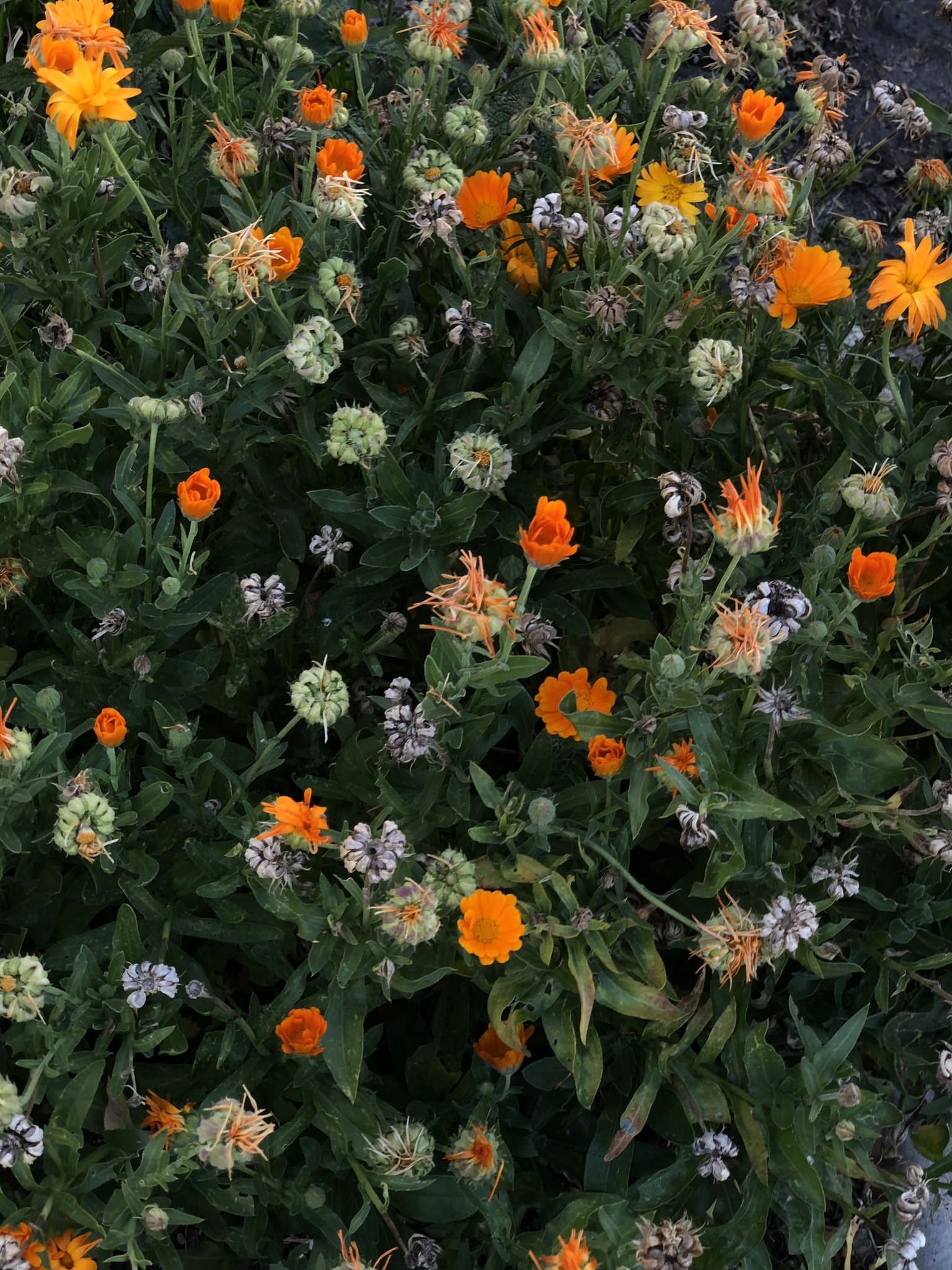 Calendula officinalis L.