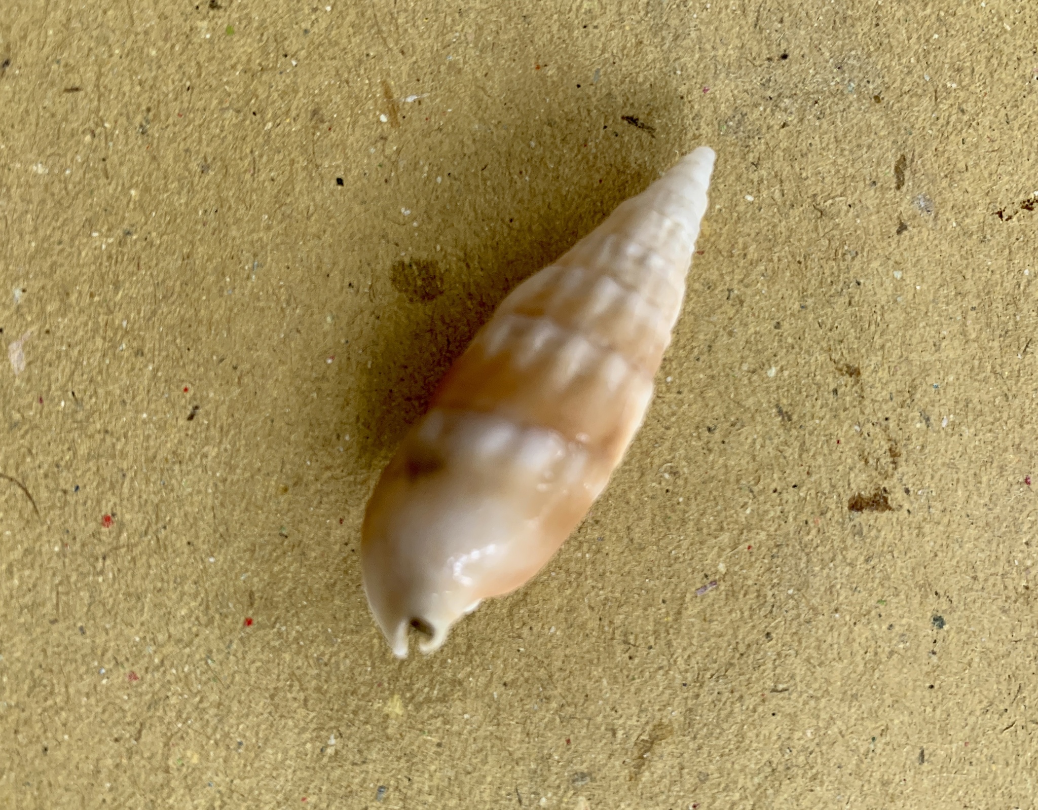 Rhinoclavis vertagus (Linnaeus, 1767)