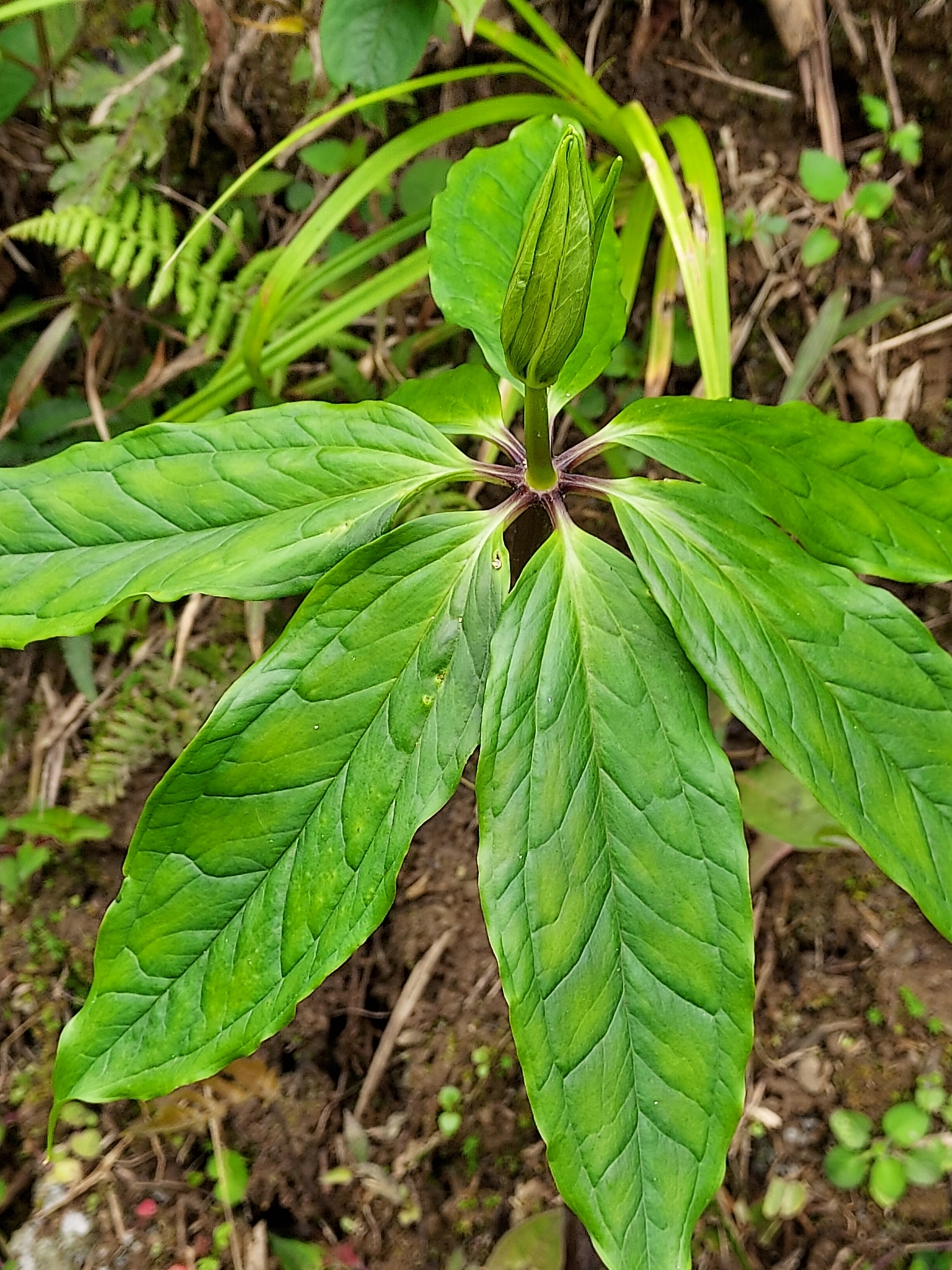 Paris polyphylla Sm.