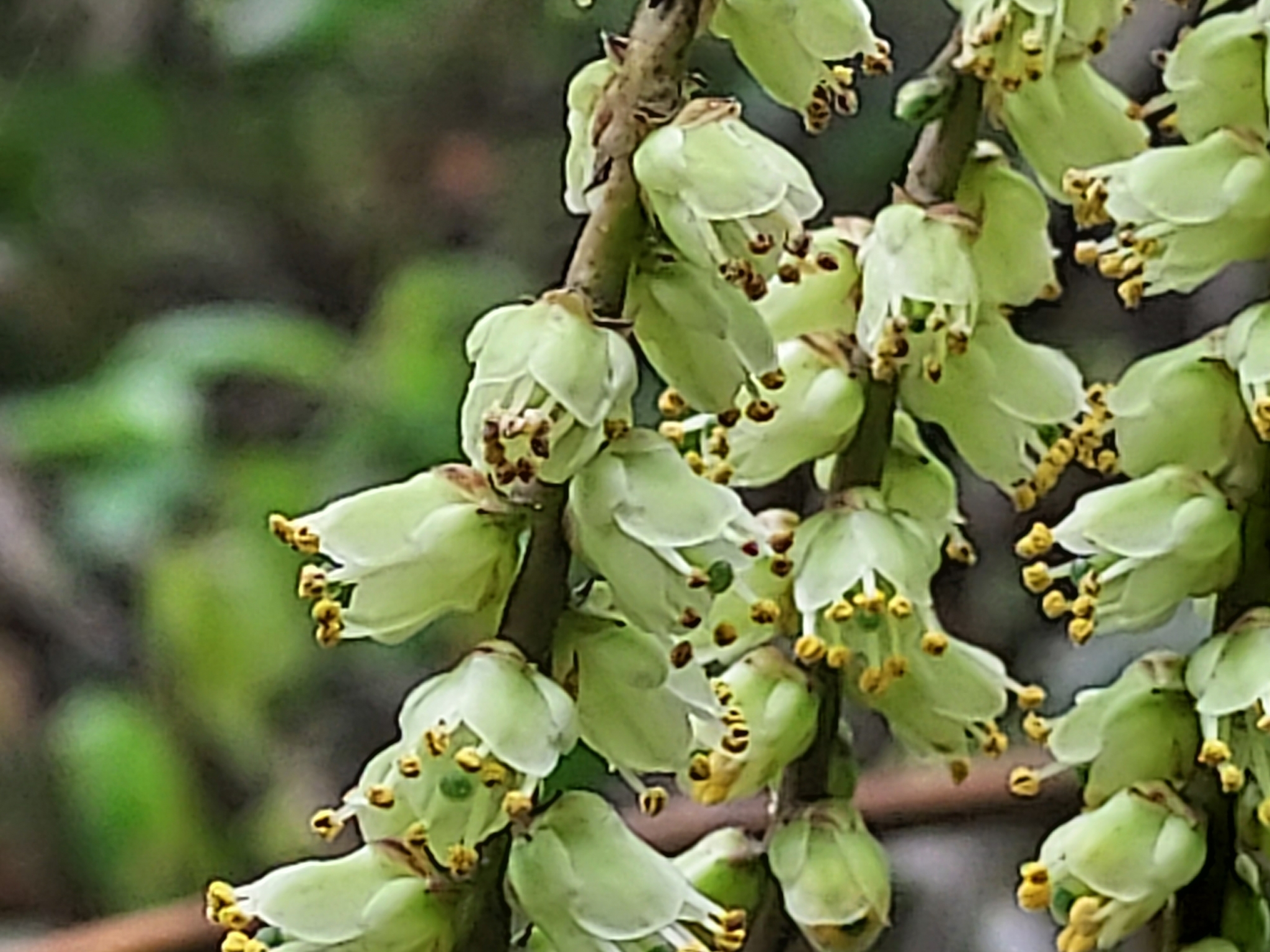 Stachyurus Siebold & Zucc.