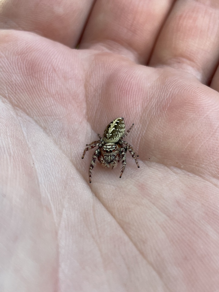 Massive Garden Jumping Spider from Uralba Rd, Lynwood, NSW, AU on ...