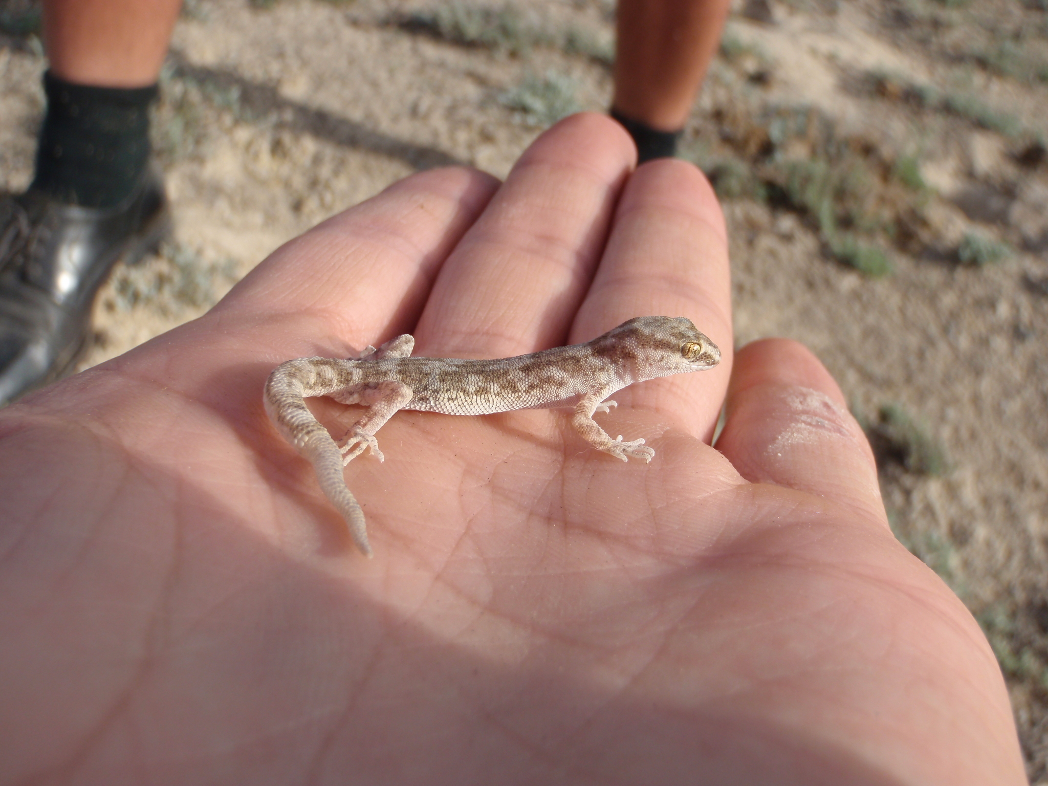 Alsophylax pipiens (Pallas, 1827)